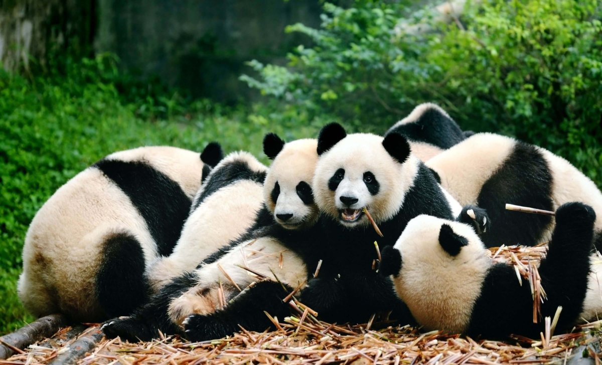 Aeroporto di Chengdu Tianfu (TFU) - la guida definitiva